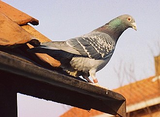 War pigeons | WW2 Gravestone